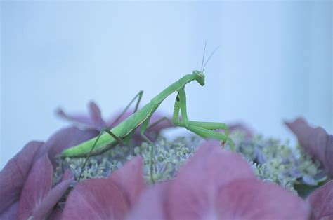 Mantis Insect Nature Free Photo On Pixabay Pixabay