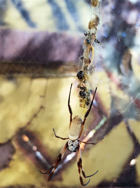 Golden Orb Weaver Web Ausemade