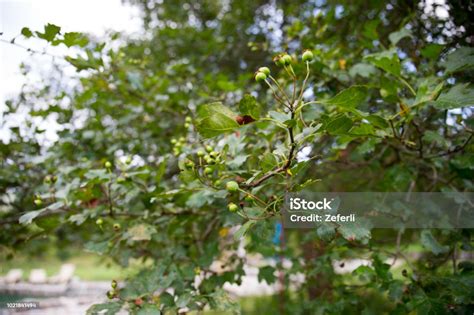 녹색 숲에서 뿌리에 이끼 또는 나무 줄기에 이끼와 나무 녹색 이끼와 나무 껍질을 나무 아제르바이잔 자연입니다 0명에 대한 스톡 사진 및 기타 이미지 Istock