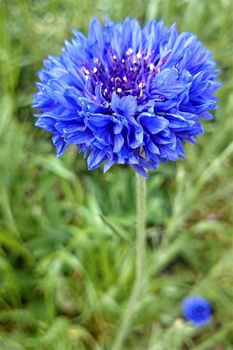 Are Bachelor Buttons Annuals Or Perennials At Jerry Fagan Blog