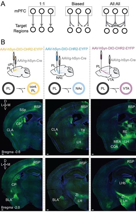 Table 1 From Mapping Whole Brain Projections Of Anatomically Defined