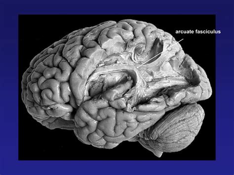 Physiology Of Cerebral Cortex Cerbral Cortex Ppt