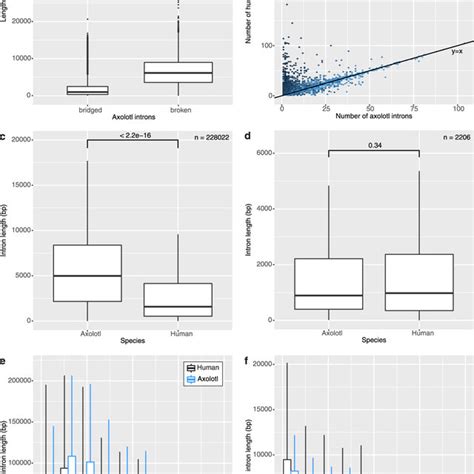 the axolotl introns a boxplot of axolotl intron lengths comparing