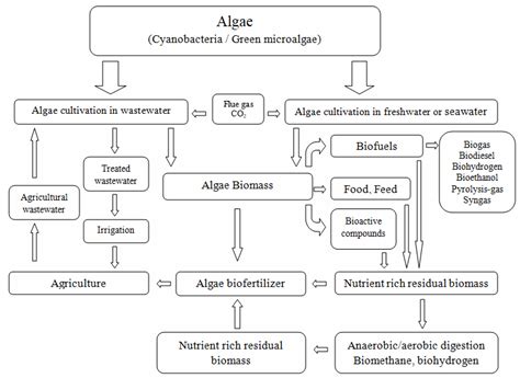 Microalgae Cultivation Technologies For Bioenergetic System Development Encyclopedia MDPI