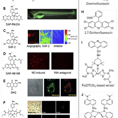 Pdf Nitric Oxide Detection Methods In Vitro And In Vivo