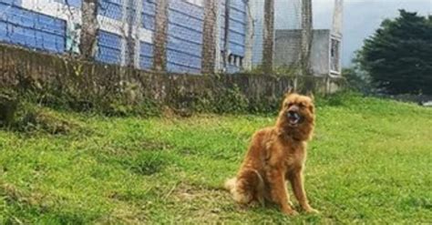 Mysterious Sighting Nasa Captures Image Of Surfboard Like Object Orbiting The Moon Sparking