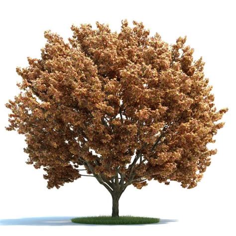 Archmodels Vol 58 60 Models Of Very Realistic Plants Visualstorms