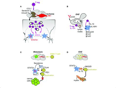Astrocytes And Acquired Immunity A Ischemia Induces The Production Download Scientific