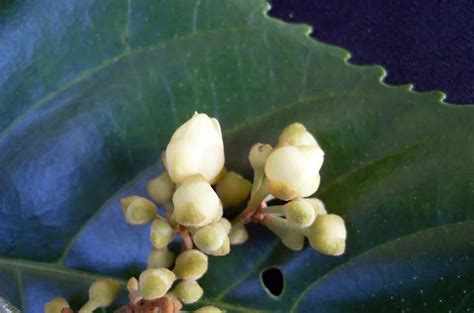 Paracroton Pendulus Hassk Miq Malaysia Image Credit A Flickr