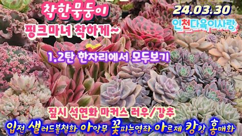 다육이사랑3착한국민이부터 묵둥이 12탄 한자리에서 모두보기 Youtube