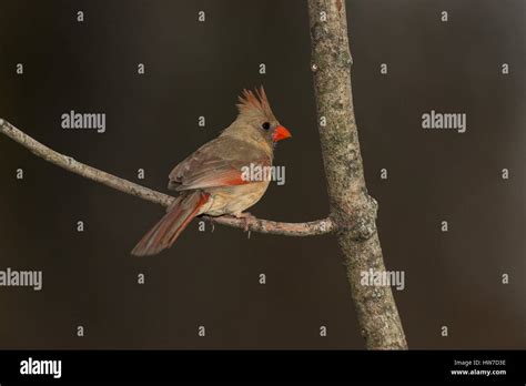 Female Northern Cardinal Perched On Tree Limb Stock Photo Alamy