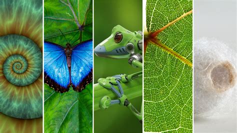 Carrier Protein Biology Simple