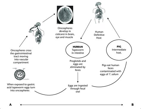 Tapeworm Life Cycle Diagram