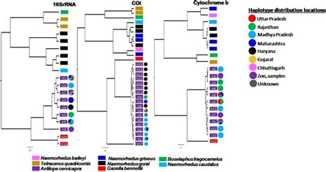 bayesian based phylogenetic tree generated for blackbuck population in