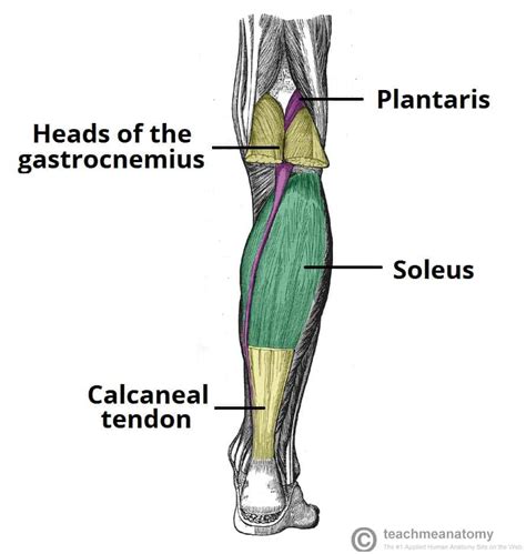 Soleus Actions Attachments Teachmeanatomy