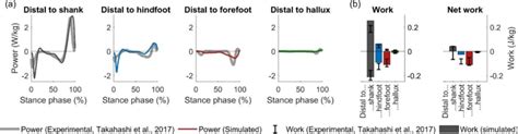 Deformation Power And Work By Soft Tissue Distal To Ankle Foot