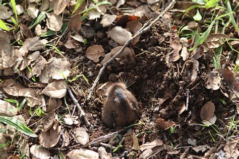 Residents Criticize Randdes Use Of Gopher Poison In Escondido Village