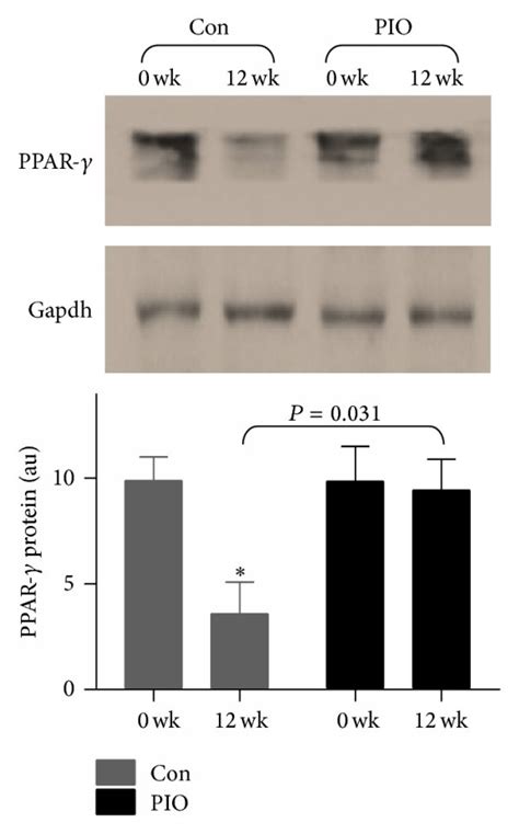 Pioglitazone Blocked The Des Induced Ppar γ Ubiquitination And Download Scientific Diagram