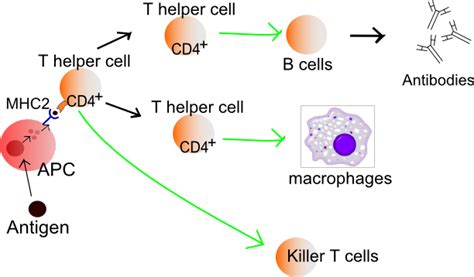 Adaptive Immunity Boundless Anatomy And Physiology