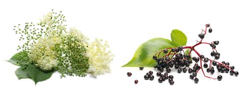 Elderberry Elixir Immune Support All Things Elderberry