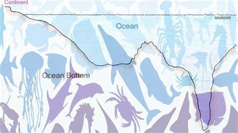 Oceanic Topography Oceanic Relief Features Typology And Significance