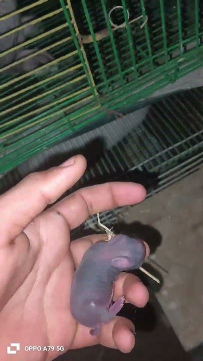 شوف الرنب الكبير شكلو ايه وهو لسه مولود Youtube