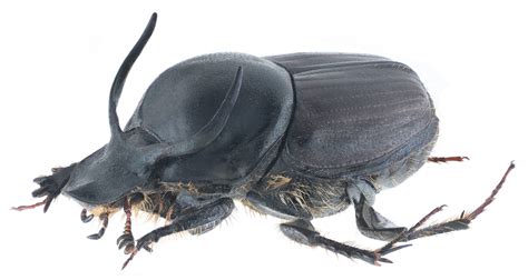 The Strongest Insect In The World It Can Lift 1 000 Times Its Body