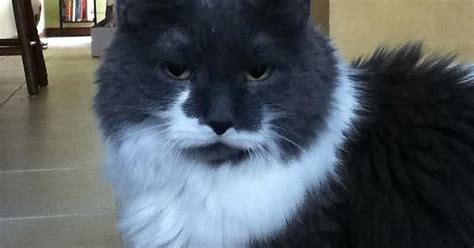 The Mustache Cat Imgur