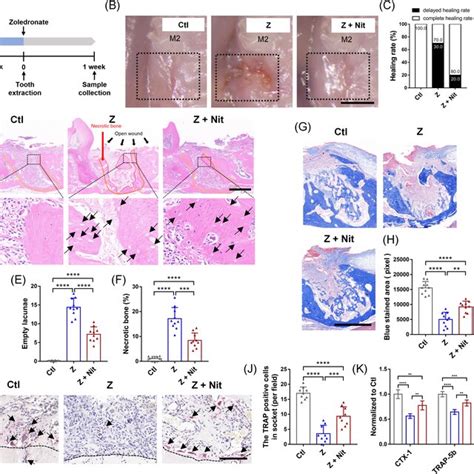 Effects Of Zoledronate Therapy And Nitrate Administration On Osseous
