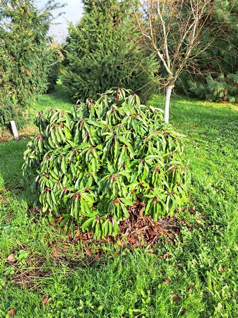 Japanese Garden Dwarf Trees And Shrubs Ultimate Varieties List