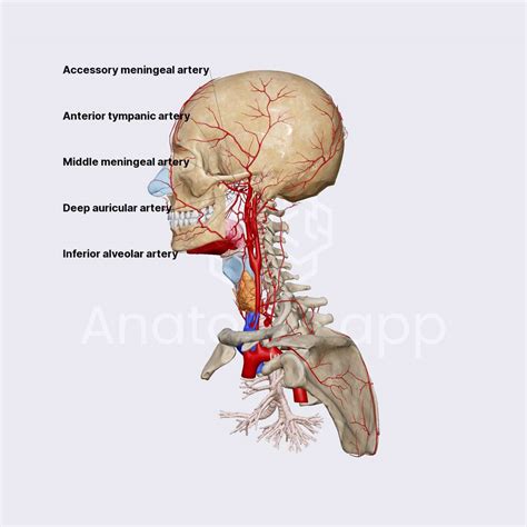 Mandibular Part Of Maxillary Artery Arteries Of The Head And Neck