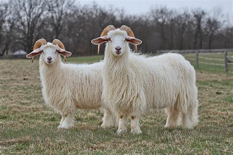 A Complete Guide To Caring For Angora Goats Vet Verified