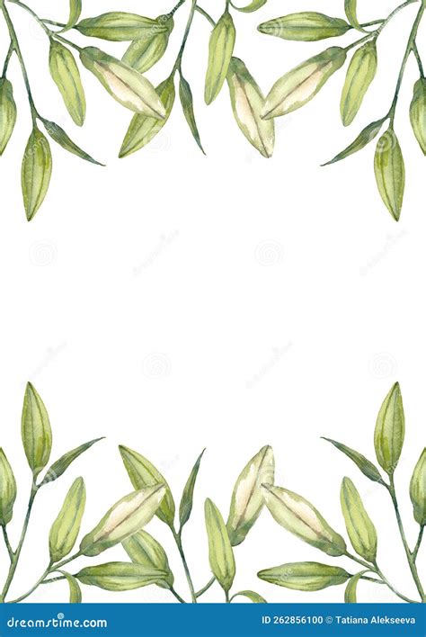 Oriental Hybrid Lilies Pink Lily Flowers And Buds Brochure Design