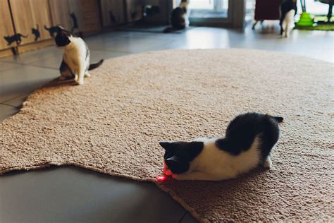 Are Laser Pointers Bad For Cats