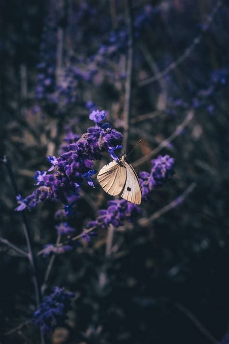 Purple Butterfly Wallpapers 4k Hd Backgrounds On Wallpaperbat
