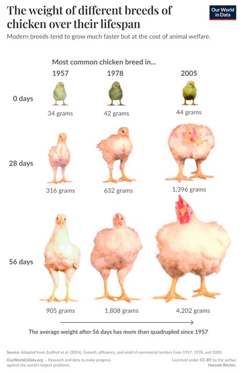 The Weight Of Different Breeds Of Chicken Over Their Lifespan R