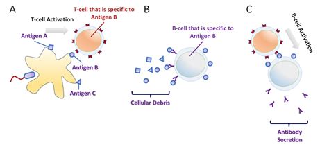 Chapter 4 Components Of Adaptive Immune System Basic Concepts In