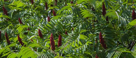 Vegetable Sustainableworld Naturalchemistry Scrd Vegetable Dyes