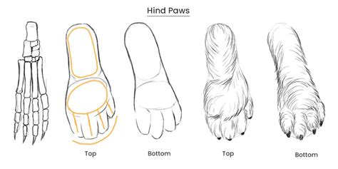 Rabbit Foot Anatomy
