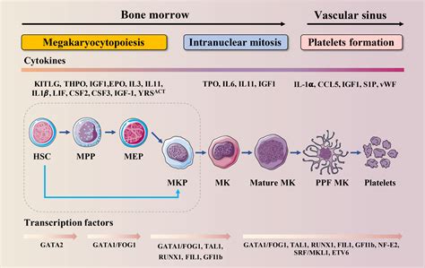 Screening For Genes That Regulate The Differentiation Of 43 Off