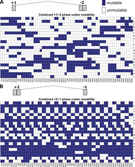 Mutability Of Codons Straddling Two Exons To Different Amino Acids