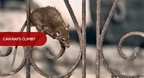 Can Rats Climb How To Stop Rats From Climbing Up Your Home