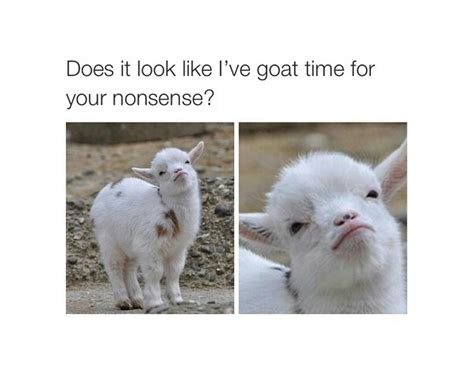 Funny Goats Memes