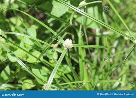 Kyllinga Brevifolia Stock Image Image Of Bright Background 314491941