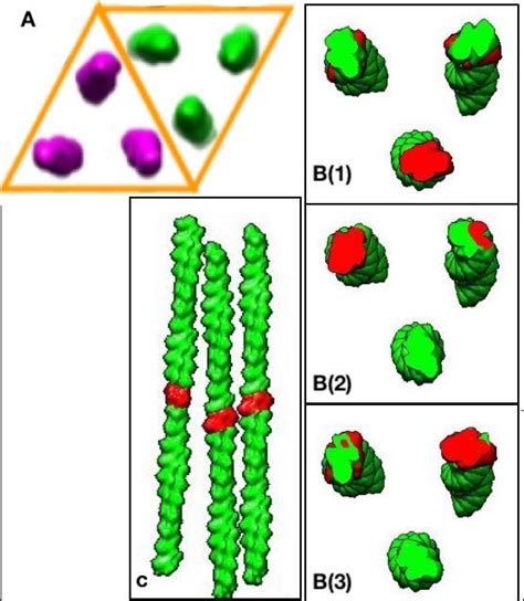 A Unit Cell Of Hexagonal Lattice Containing Six Thin Filaments Three Download Scientific