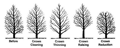 Tree Pruning Trimming M M Tree Service