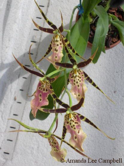 Brassidium Closeup By Amandalee81 On Deviantart