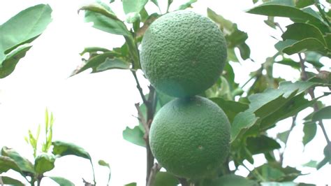 បច្ចេកទេសនៃការដាំ ក្រូចពោធ៍សាត់ នាទីកសិកម្ម Agriculture Show Youtube