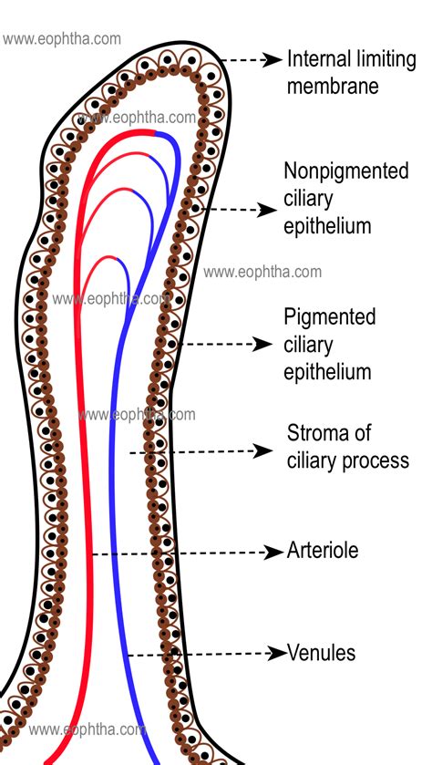 Ciliary Processes