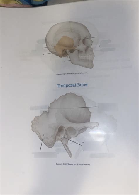 Bones Quiz Temporal Bone Diagram Quizlet